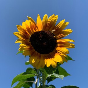 Procut® Bicolor DMR Sunflower Seeds, Single Stem Tall Sunflowers, 25 ...