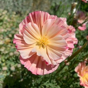 Thai Silk Appleblossom Chiffon Poppy Seeds, Mixed Semi-double ...