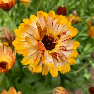 Organic Solar Flashback Mix Calendula Seeds, Flash Calendulas, Peach ...