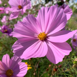 Pinkie Cosmos Seeds, Pink Cosmos Flowers // Open Pollinated, Non-gmo ...