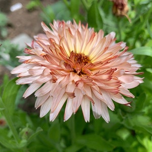 Organic Strawberry Blonde Calendula Seeds, Peach Double Calendulas ...