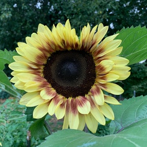 Procut® Red Lemon Bicolor Sunflower Seeds, Single Stem Tall Sunflowers ...