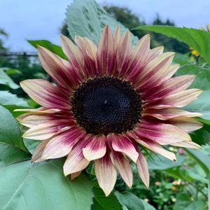 ruby eclipse sunflower spacing