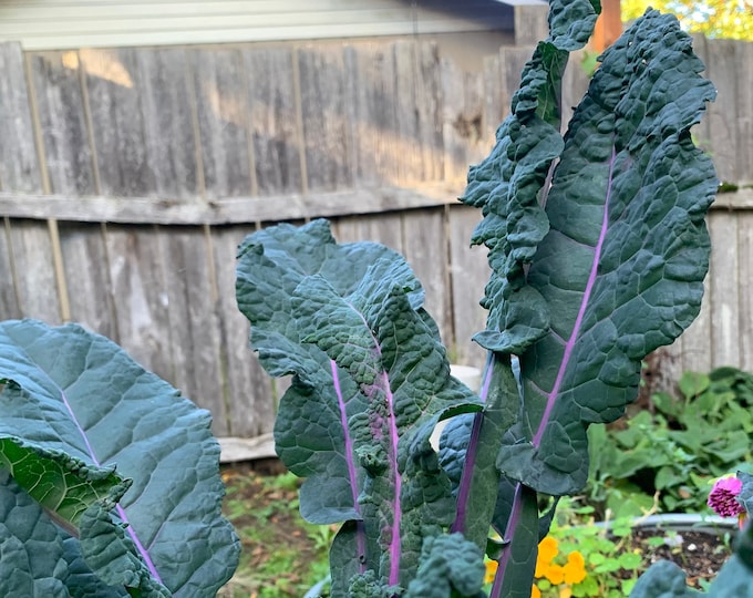 Organic Dazzling Blue Kale Seeds, Lacinato Dinosaur Green & Purple Kale ...