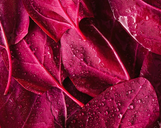 Red Fire Orach Seeds, French Spinach Seeds, 300 Seeds // Heirloom, Non ...