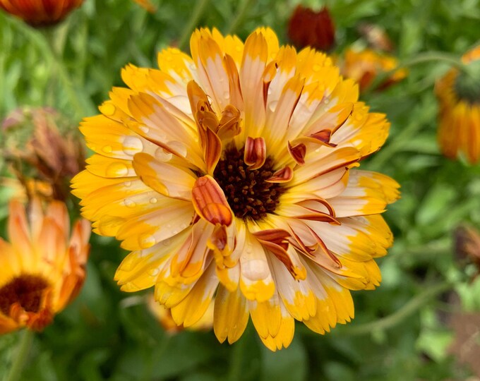 Organic Solar Flashback Mix Calendula Seeds, Flash Calendulas, Peach ...