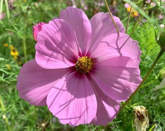 USA SELLER Xsenia Cosmos 10 Seeds HEIRLOOM Cosmos Bipinnatus - Etsy