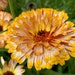 Organic Solar Flashback Mix Calendula Seeds, Flash Calendulas, Peach ...