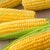 Ornamental Earth Tones Corn Seeds, Ornamental Dent Corn, Indian Corn ...