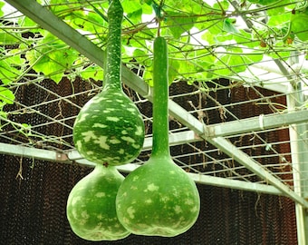 Long Handled Dipper Gourd - NC Heirloom Gourd Seeds -non GMO ...