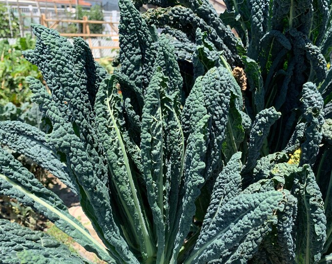 Mamba F1 Kale Seeds, 250 Lacinato Dinosaur Kale Seeds // Heirloom, Non ...