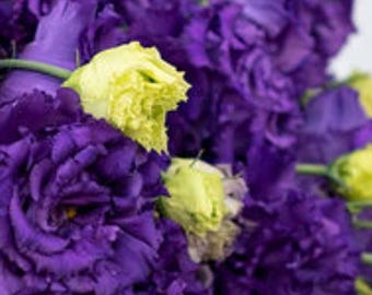25+ Voyage 2 White Lisianthus Seeds - Etsy