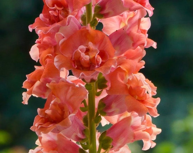 Madame Butterfly Bronze F1 Snapdragon Seeds, 50 Flower Seeds // Open ...