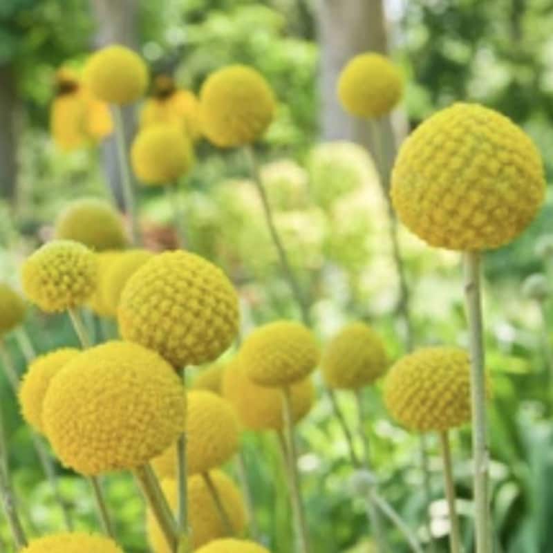 Sun Flower Craft Buttons - Etsy