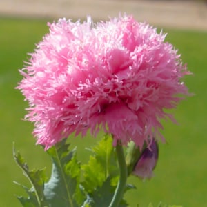 Organic Rose Peony Poppy Seeds, Pink Frilly Double Poppies // Organic ...