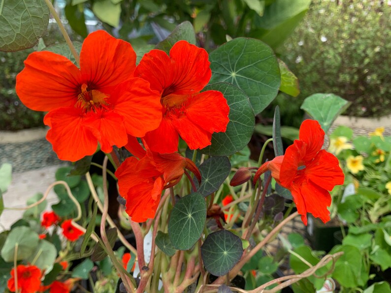 Empress of India Nasturtium Seeds Red Nasturtiums 25 Seeds - Etsy