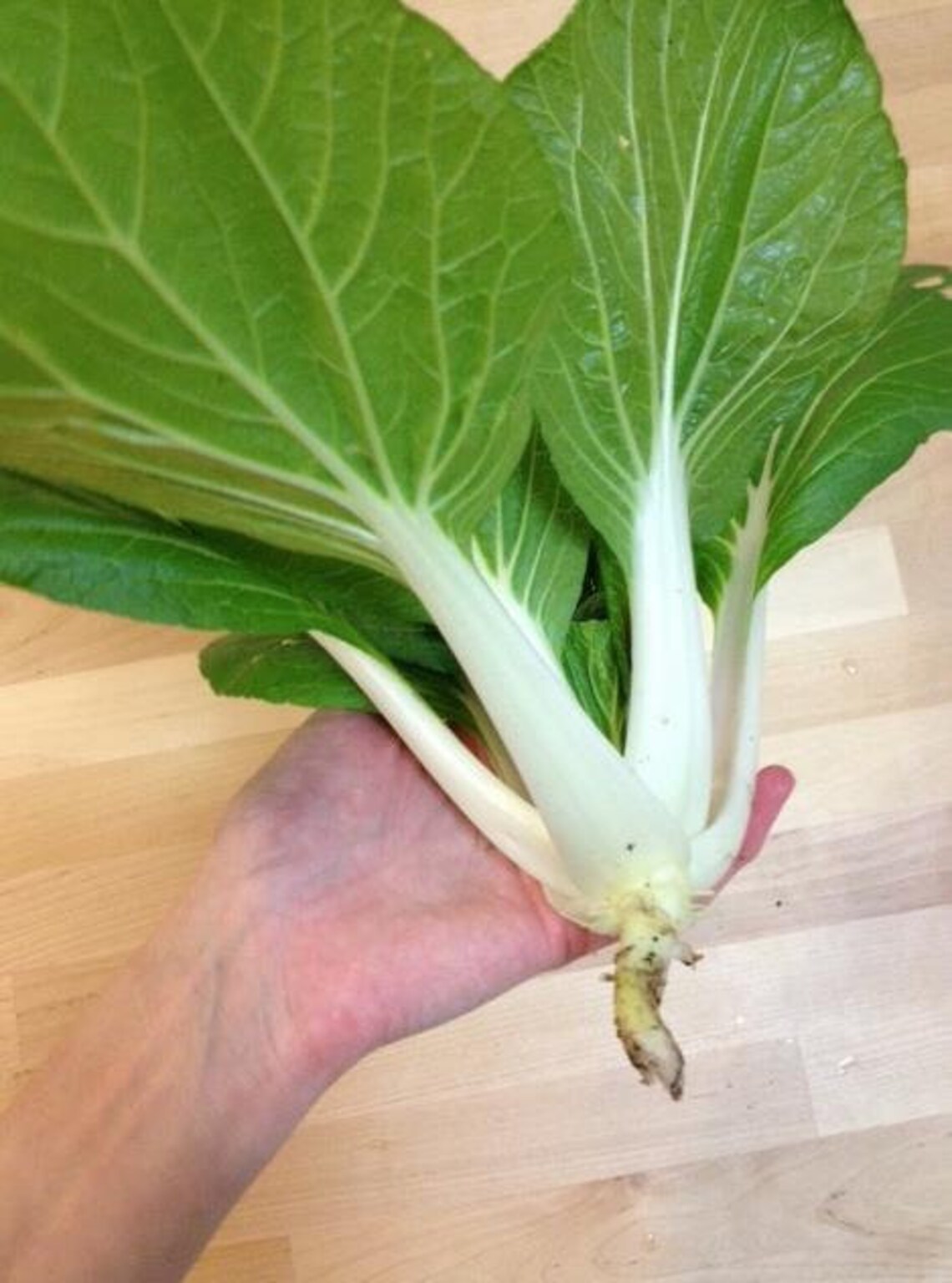 Pak Choi White Stem Seeds, Bok Choy Seeds // Heirloom, Non GMO ...