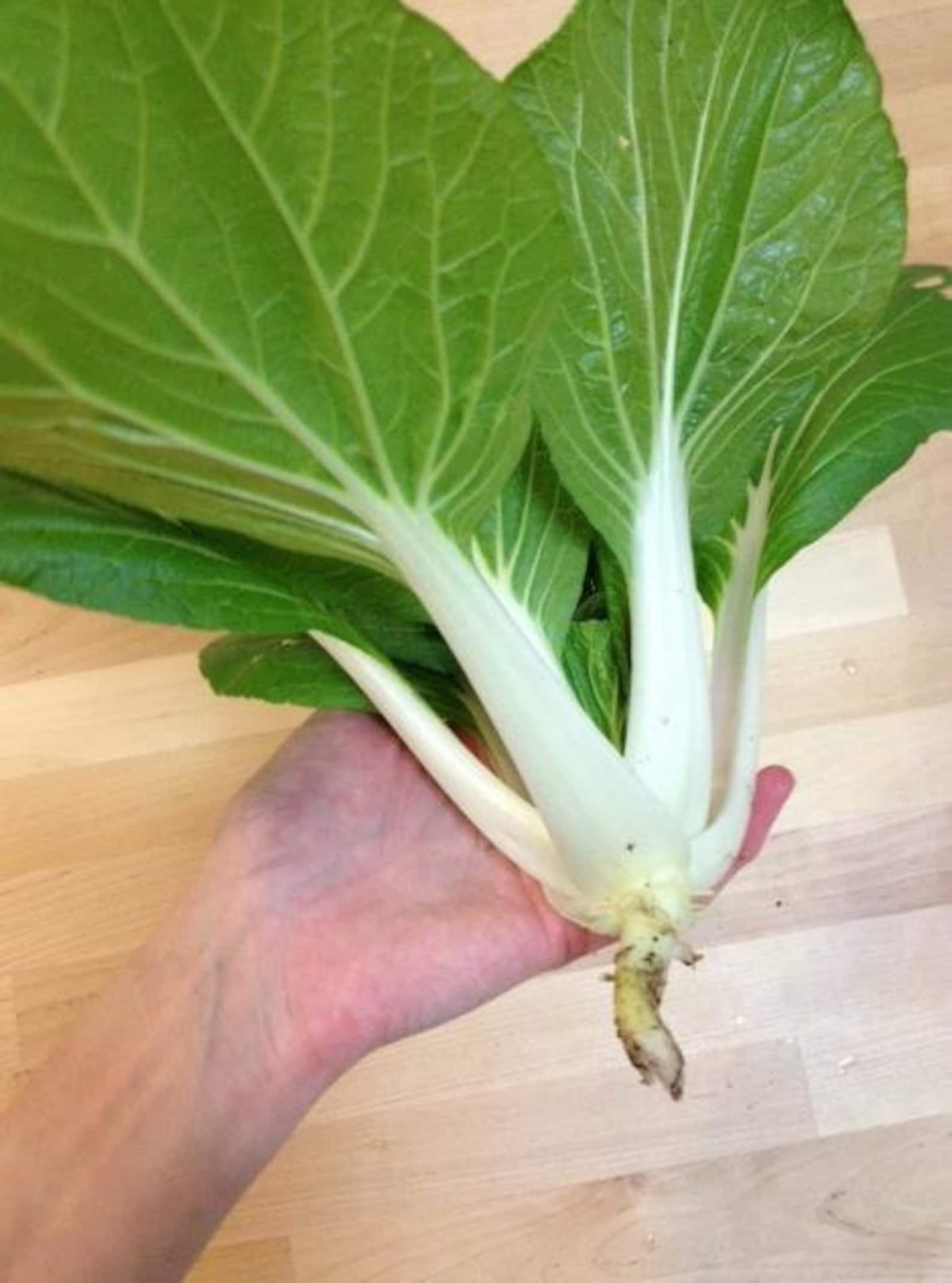 Pak Choi White Stem Seeds, Bok Choy Seeds // Heirloom, Non GMO ...