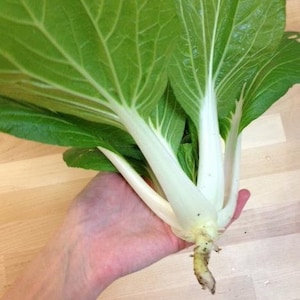 Pak Choi White Stem Seeds, Bok Choy Seeds // Heirloom, Non GMO ...