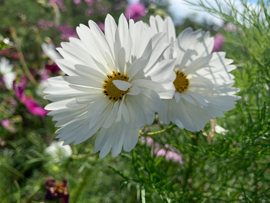 Fizzy White Cosmos Seeds, White Tufted Cosmos Flowers, 30 Seeds // Open ...