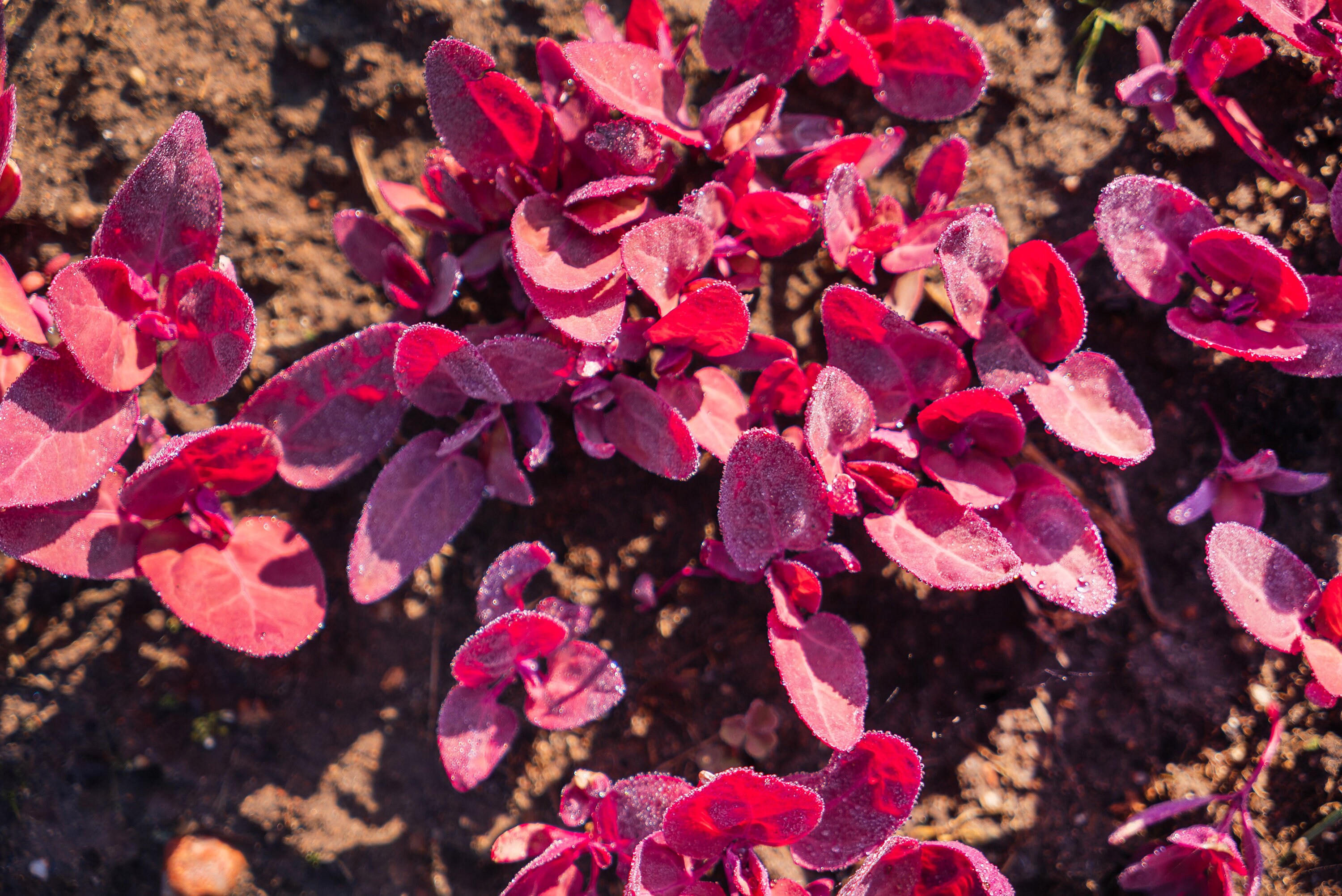 Red Fire Orach Seeds French Spinach Seeds 300 Seeds // - Etsy