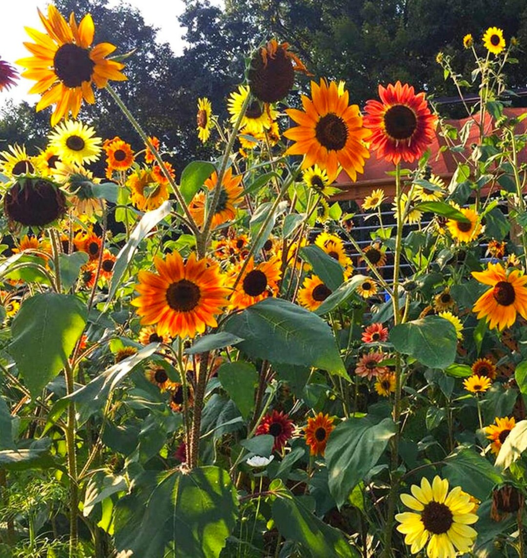 Autumn Beauty Sunflower Seeds, Mixed Colorful Sunflowers // Non GMO ...