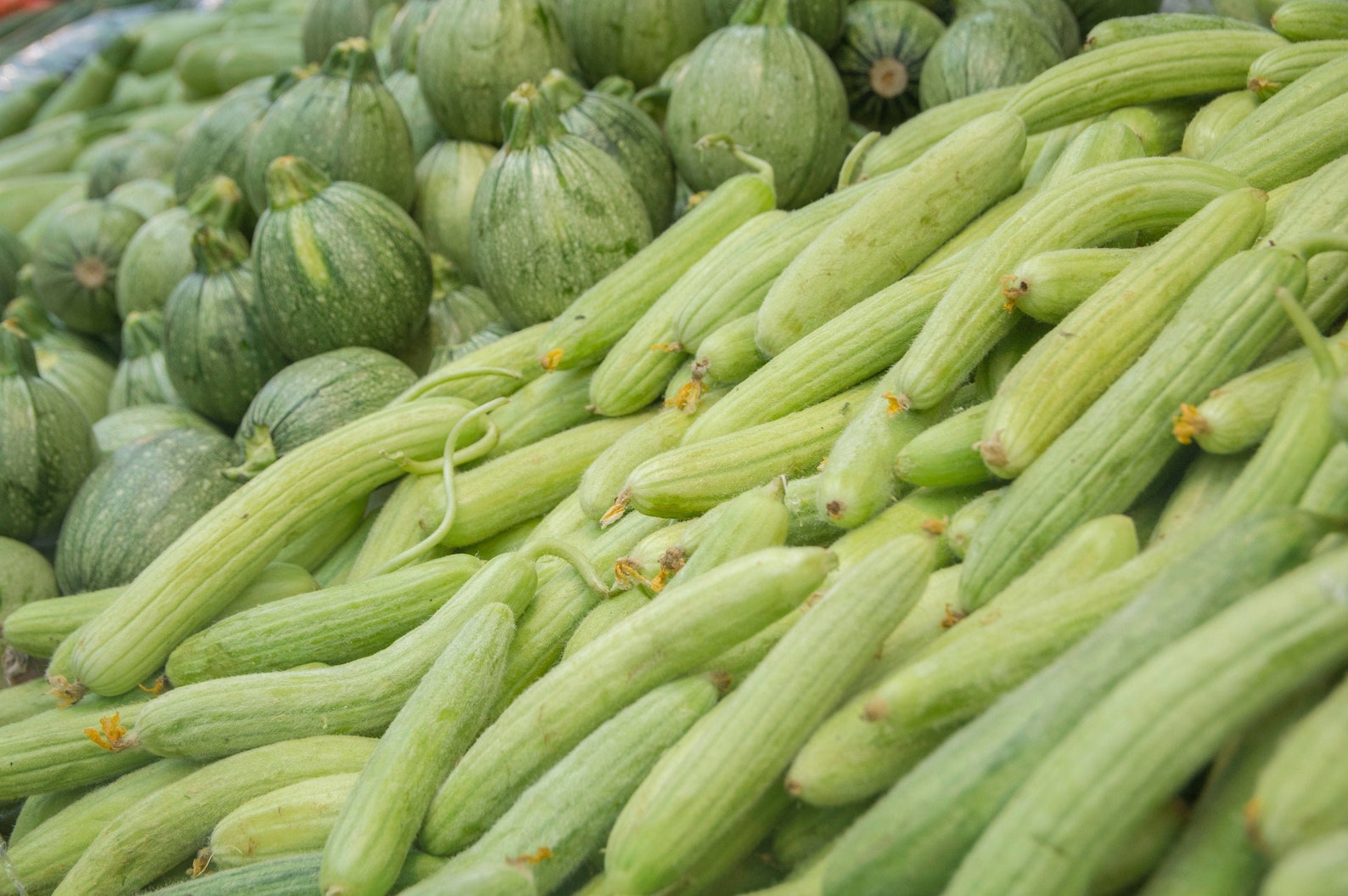 Organic Armenian Cucumber Seeds, Yard Long Cucumbers, Heirloom, Non-gmo ...