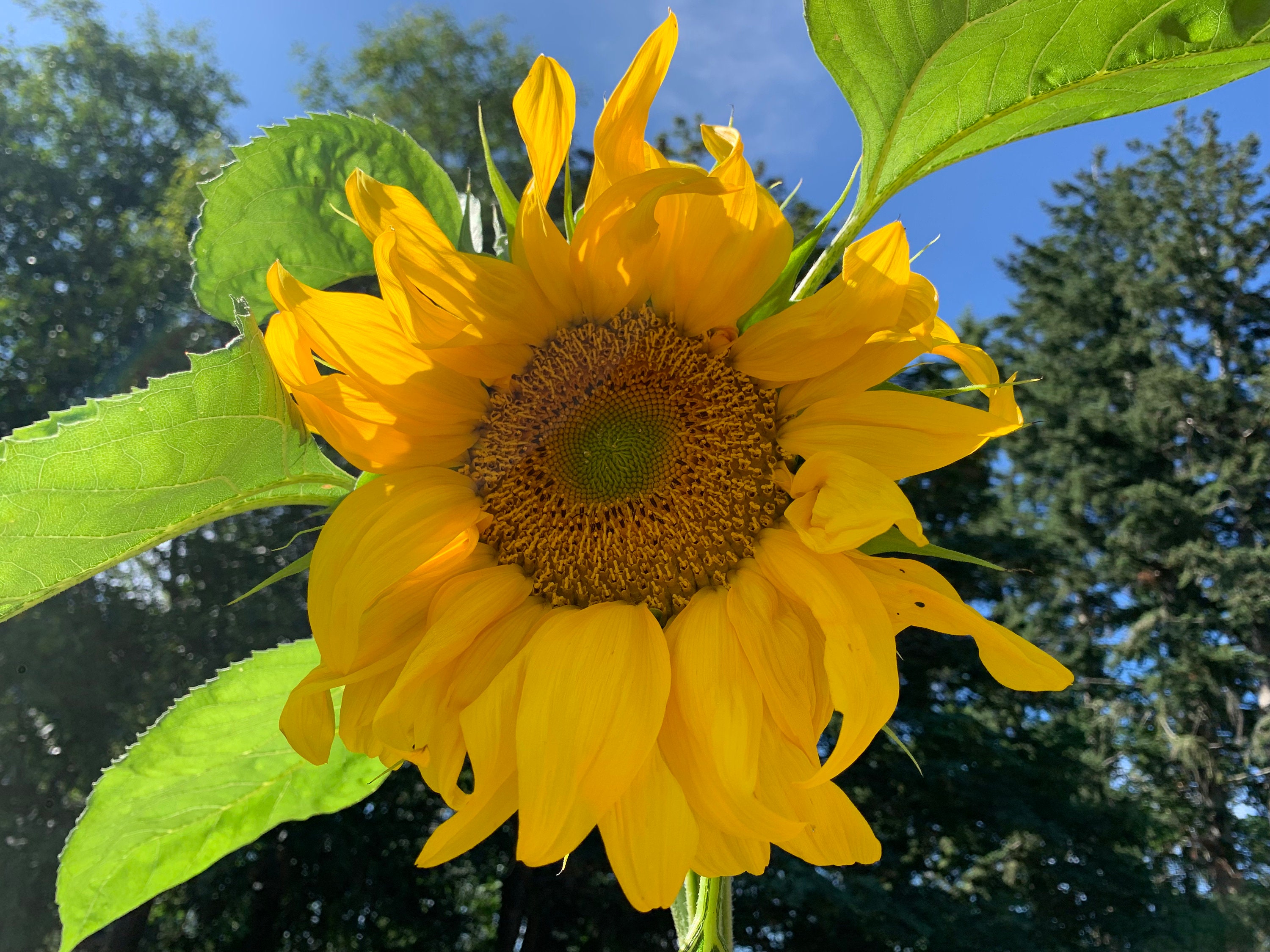 Early Russian Sunflower
