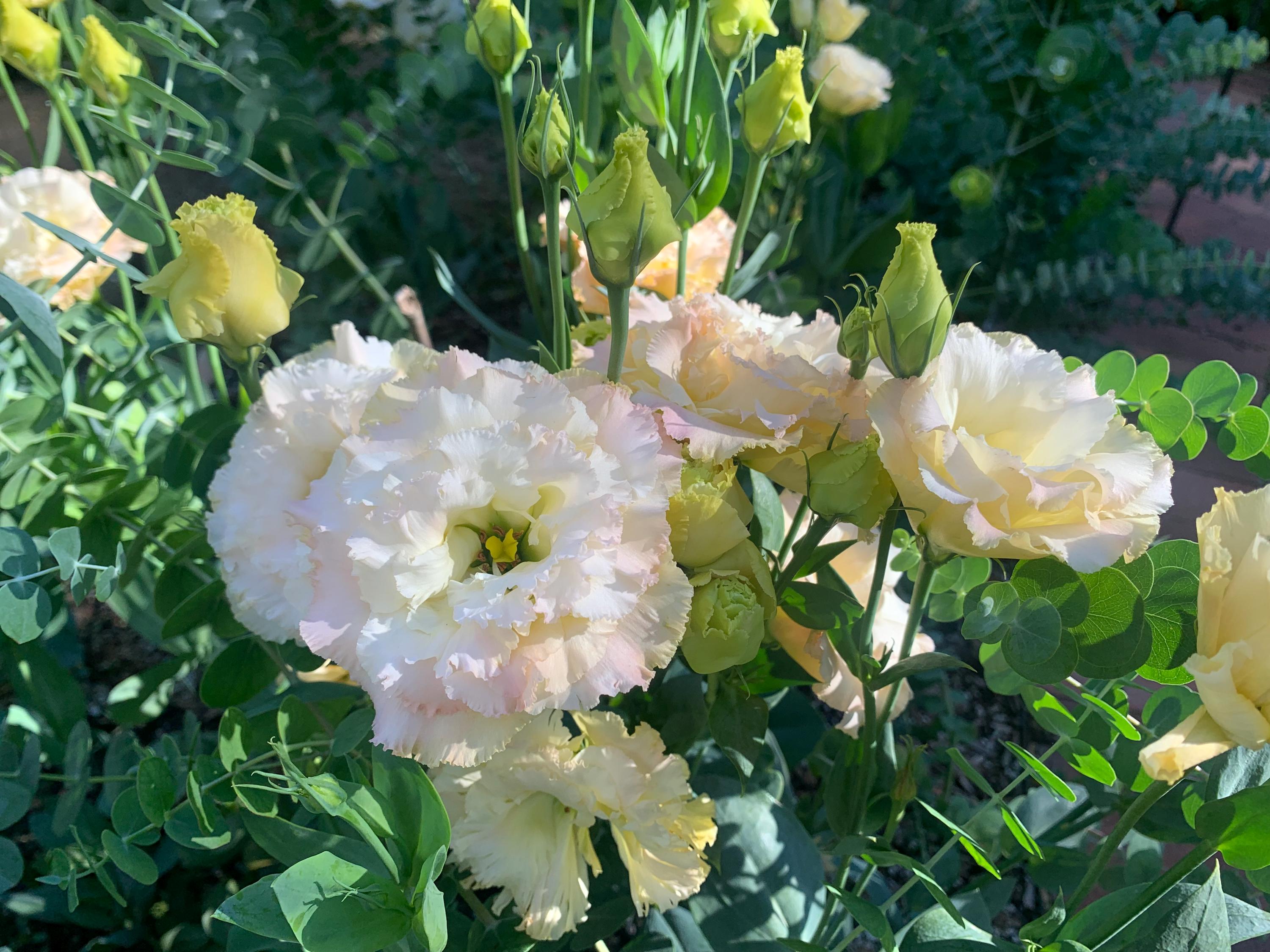 Voyage 2 First Love Lisianthus Seeds, White Blush Eustoma Grandiflorum ...