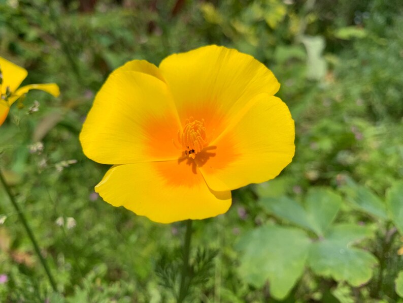 Golden West California Poppy Seeds, 1000 Count Yellow Gold Poppies - Etsy