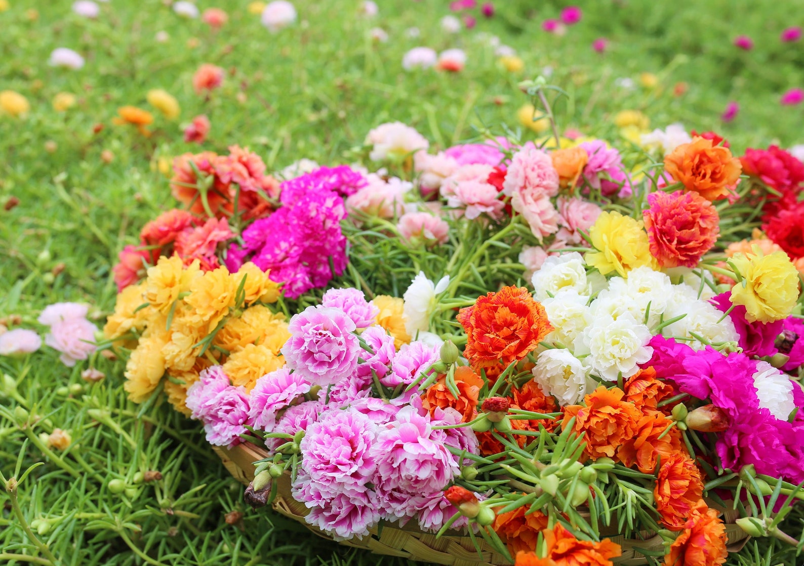 Portulaca Seeds Moss Rose Double Mix Portulaca Mixed - Etsy