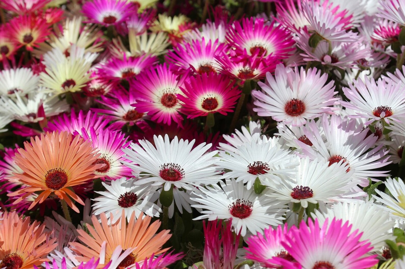 Iceplant Seeds Mixed Ice Plant Colors 3000 Seeds // Open - Etsy