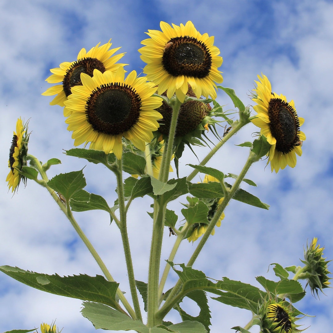 Moonshine Sunflower Seeds, 50 Count, Tall Branching Variety - Etsy