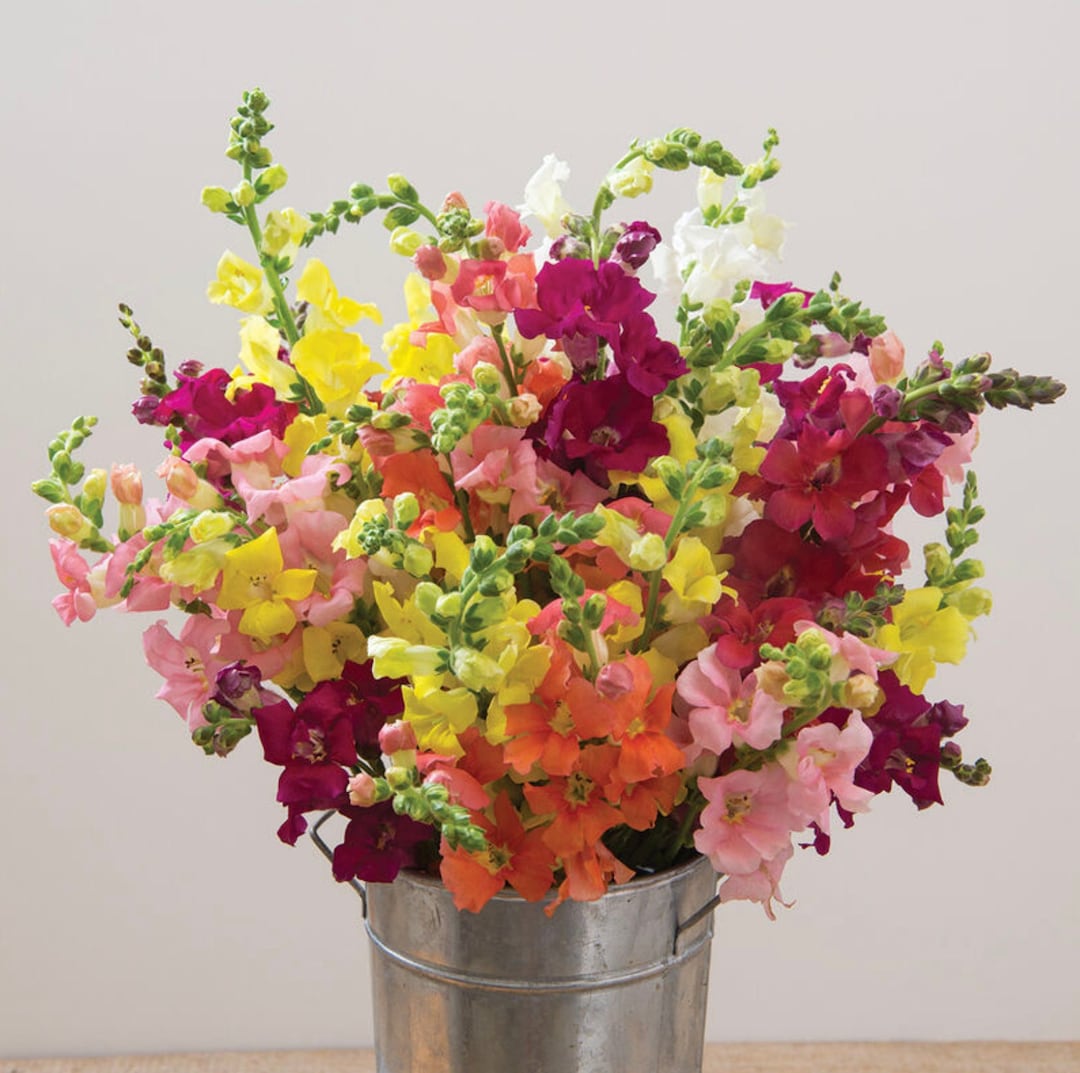 Chantilly™ Mix F1 Snapdragon Seeds, Colorful Mix, Open-faced ...