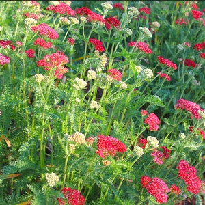 Rojo Mix Yarrow Seeds, 100 Count - Etsy