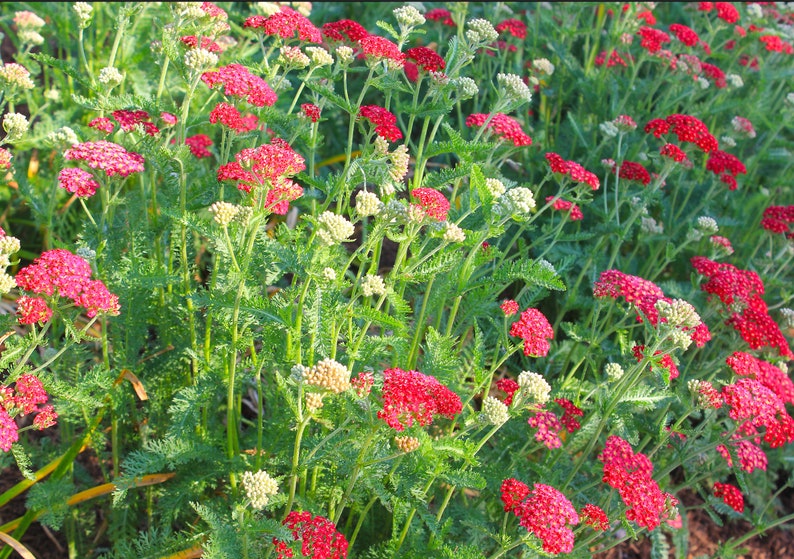 Yarrow Seeds Rojo Mix Gradient Reds Pinks Cream Yarrow - Etsy