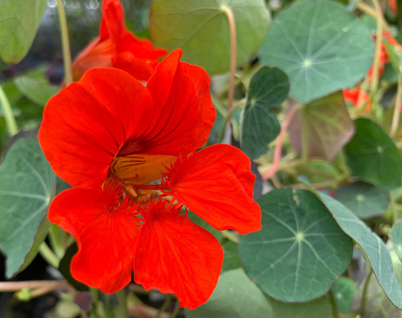 Empress of India Nasturtium Seeds Red Nasturtiums 25 Seeds - Etsy