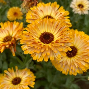 Organic Solar Flashback Mix Calendula Seeds, Flash Calendulas, Peach ...