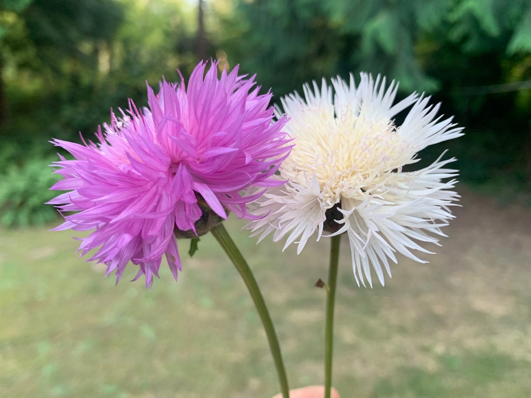 Sweet Sultan Flower Seeds, Imperialis Mixed Colors, Non-gmo, Amberboa ...