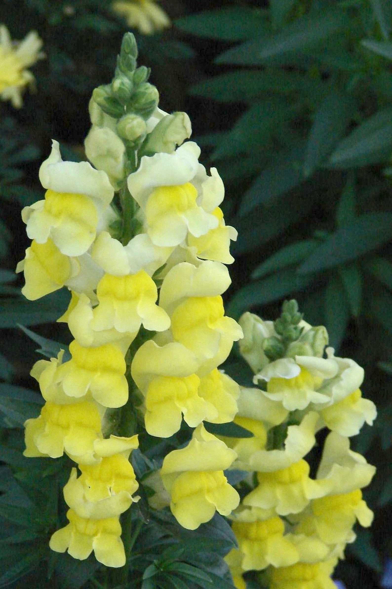 Potomac Yellow F1 Snapdragon Seeds // Open Pollinated, Non-gmo ...