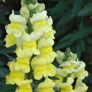 Potomac Yellow F1 Snapdragon Seeds // Open Pollinated, Non-gmo ...