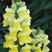 Potomac Yellow F1 Snapdragon Seeds // Open Pollinated, Non-gmo ...