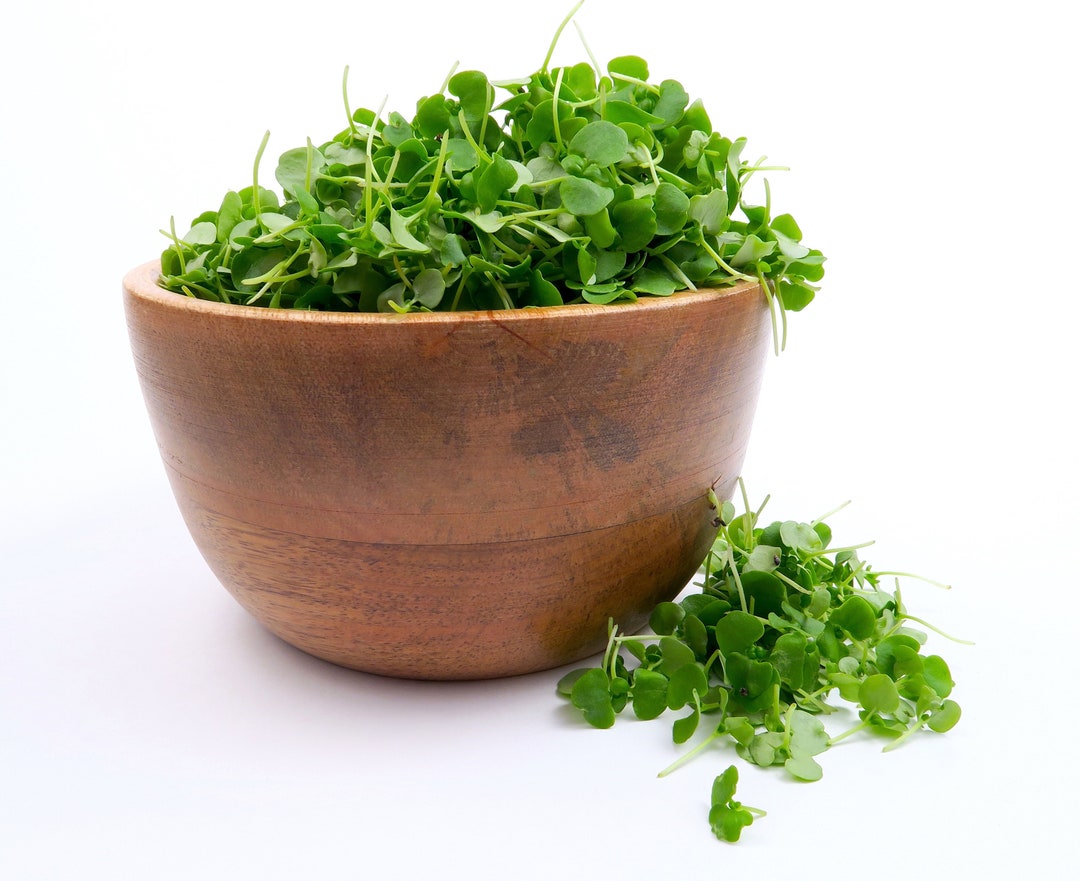 Genovese Basil Microgreens 19000 Seeds // Hydroponic or - Etsy
