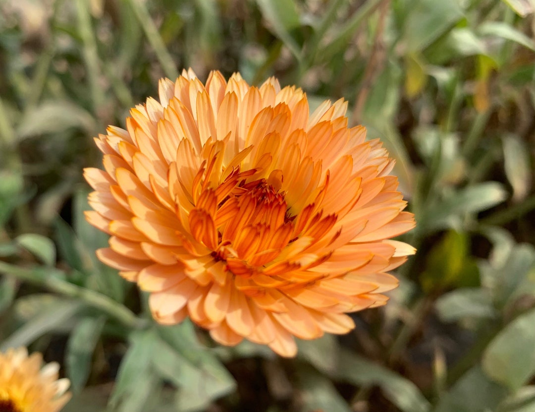 Organic Triangle Flashback/zeolights Calendula Seeds Pink - Etsy