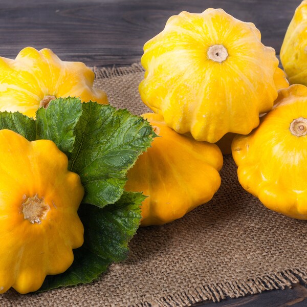 Scallop Squash - Etsy