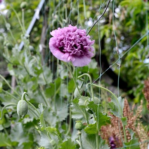 Organic Purple Frilly English Poppy Seeds, 150 Count, Lavender Pom-pom ...