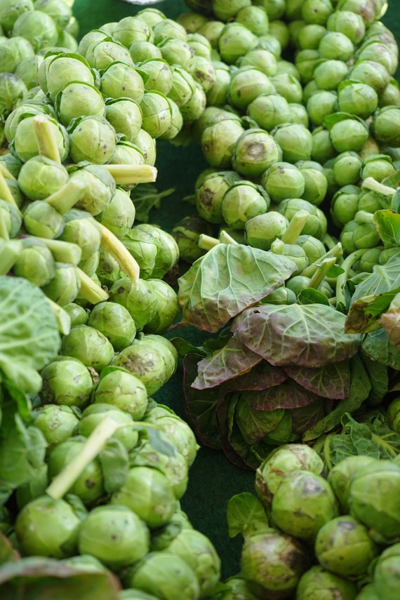Catskill Brussels Sprouts Seeds Catskill Li 1 Improved 500 - Etsy