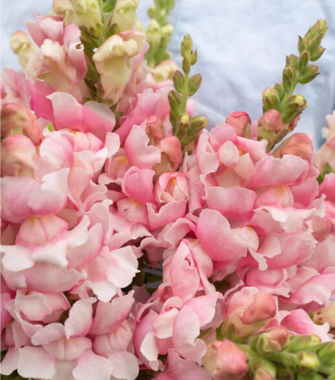 Bridal Pink F1 Snapdragon Seeds, 50 Count - Etsy