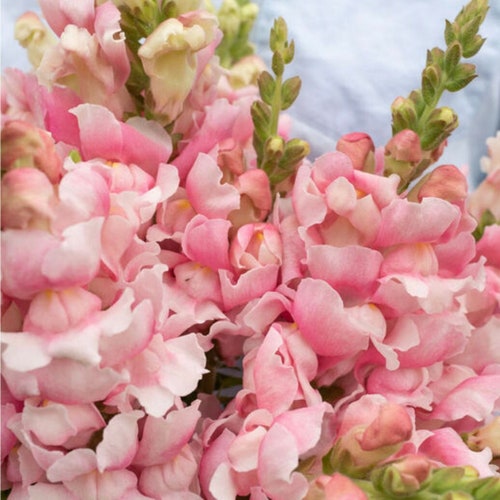 Legend Pink Snapdragon Seeds F1 50 Flower Seeds // Open - Etsy