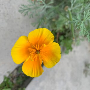 Golden West California Poppy Seeds, Golden Yellow Poppies // Open ...